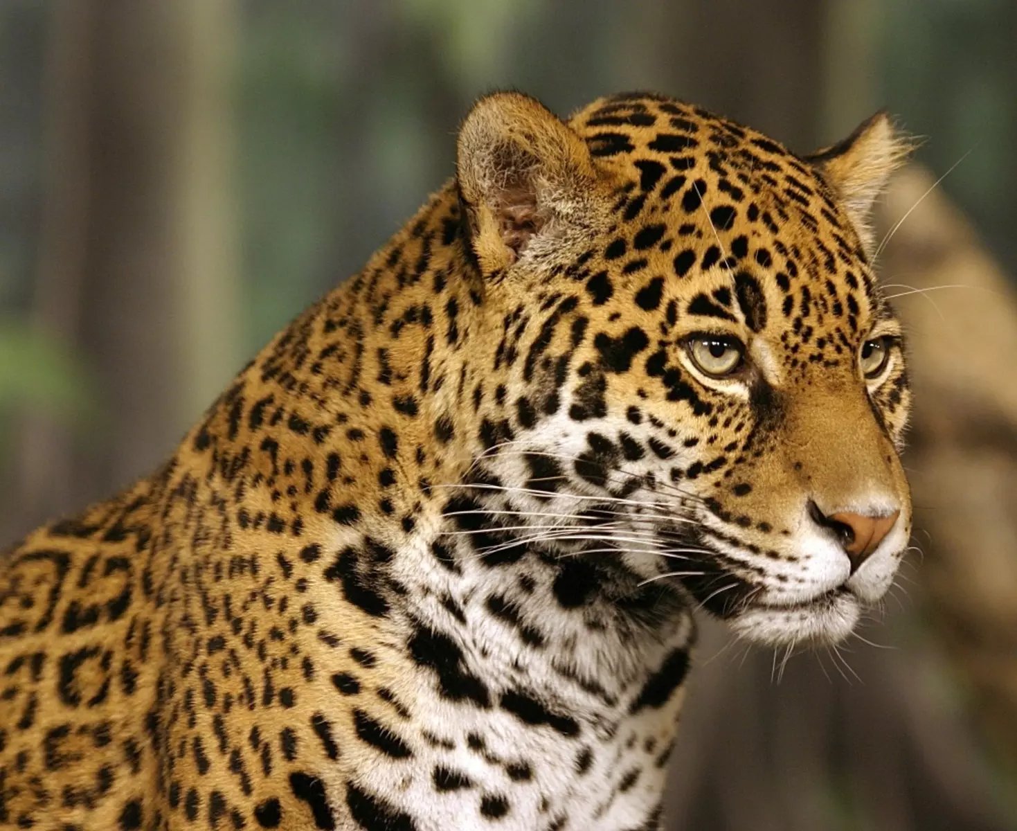 Significado de «jaguar»