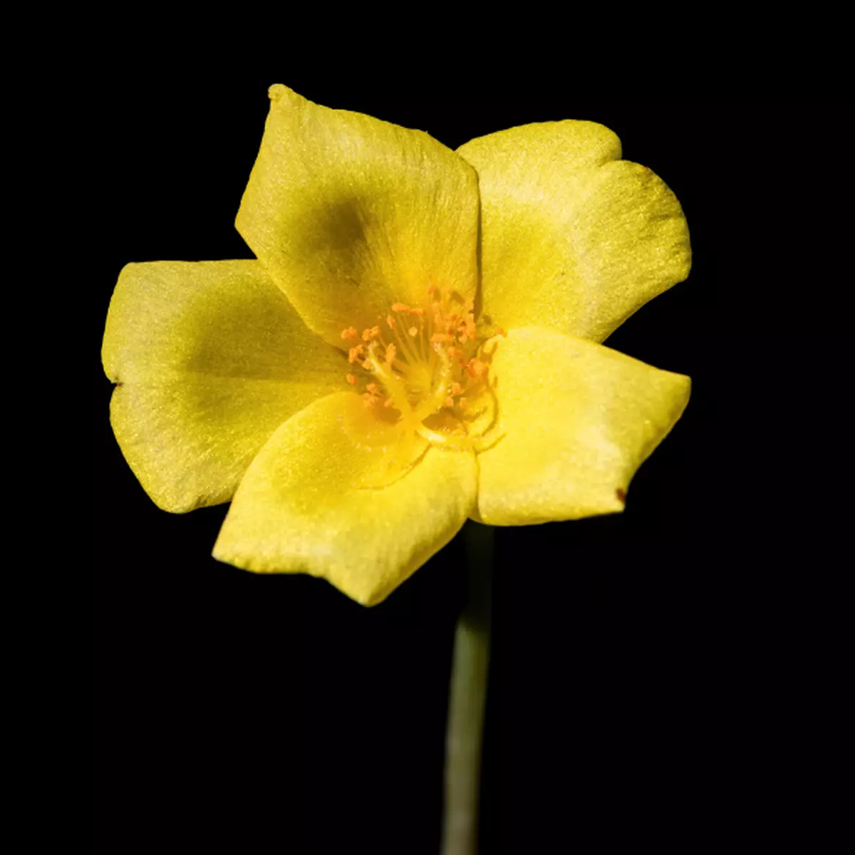 Significado de «amarillo (amarilla)»