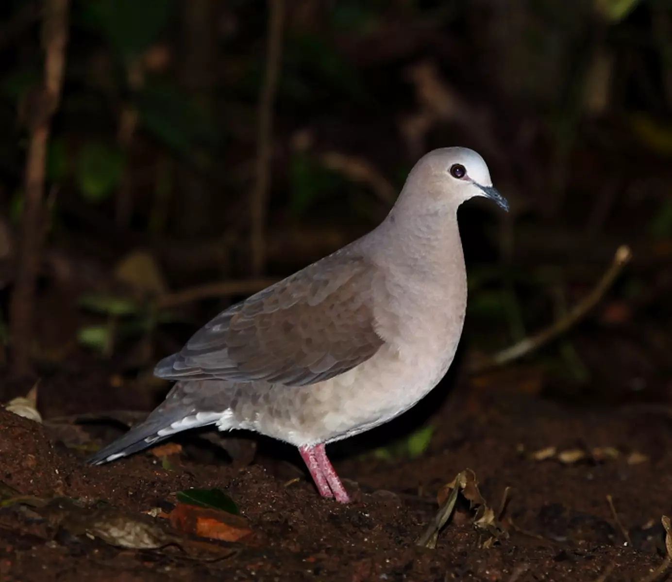 Significado de «yuré»