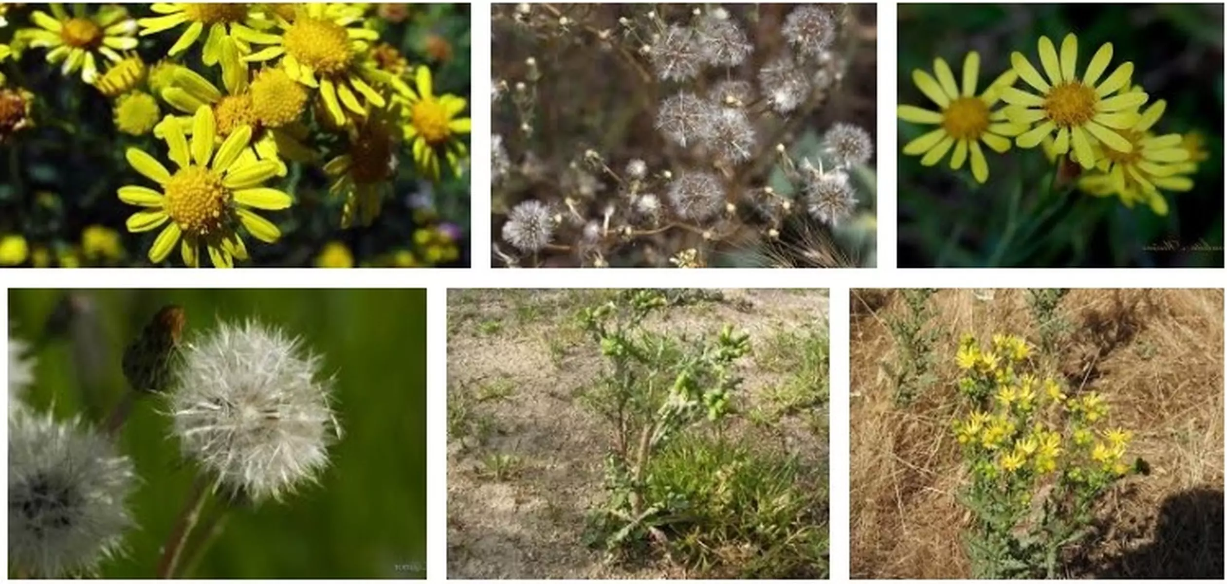 Significado de «suzón»