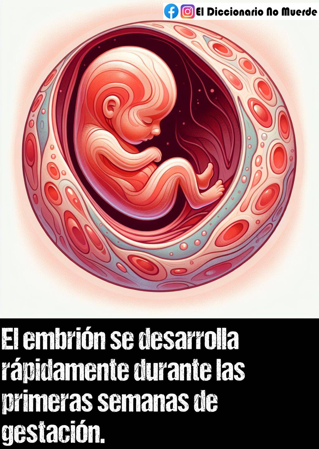 Significado de «embrión»