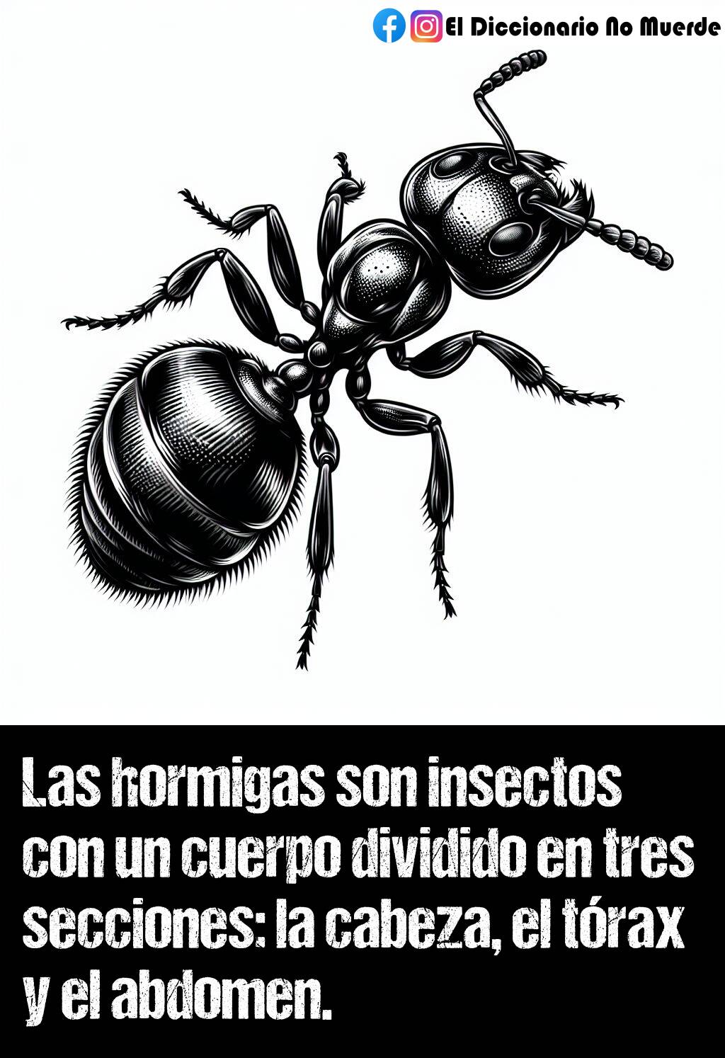 Significado de «abdomen»