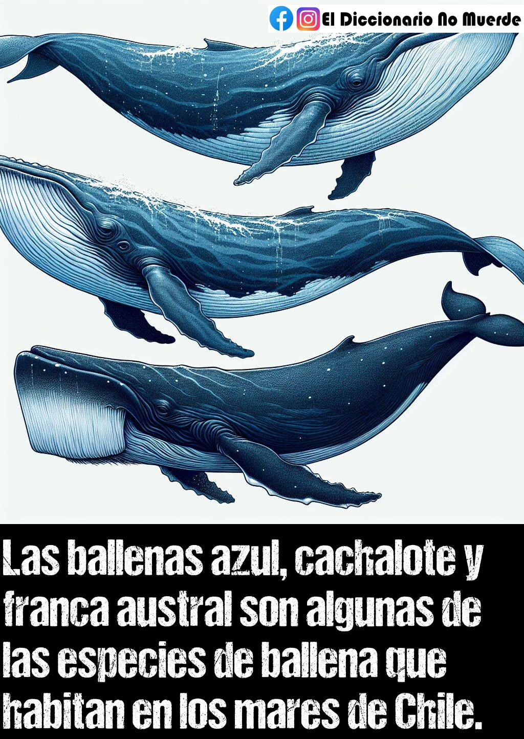 Significado de «austral»