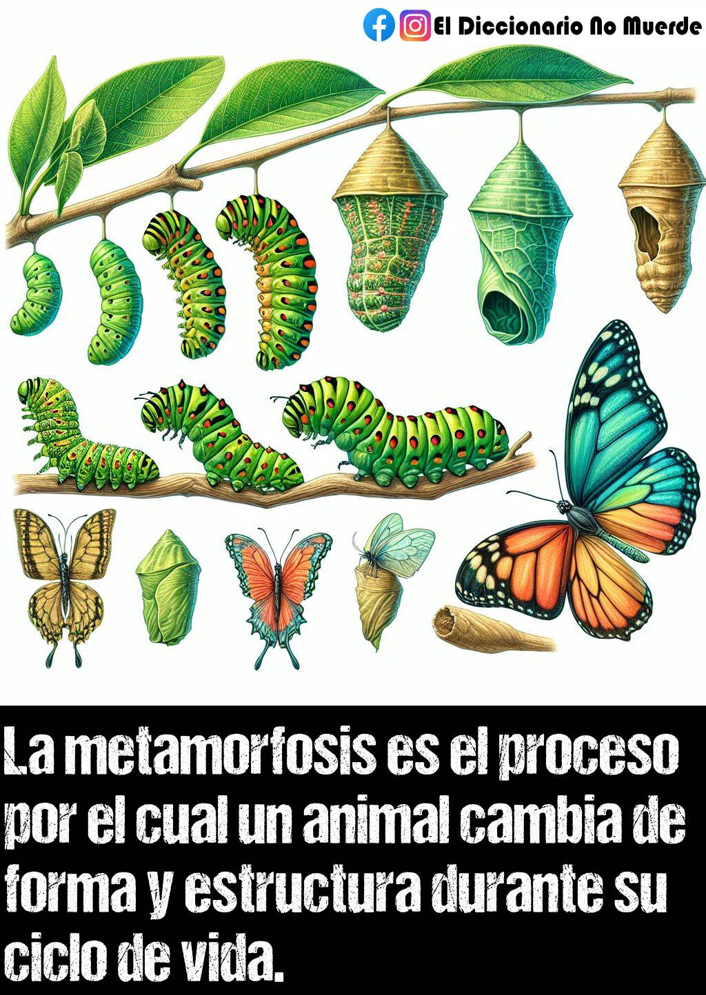 Significado de «forma»