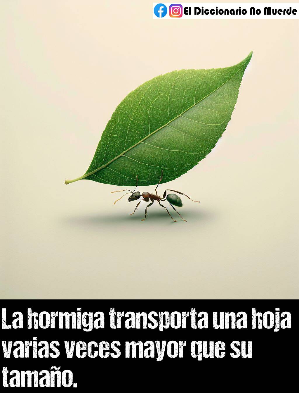 Significado de «mayor»